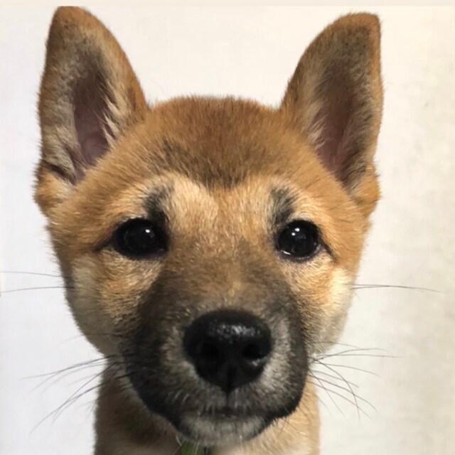 Dimpopoのコーディネート一覧 - WEAR